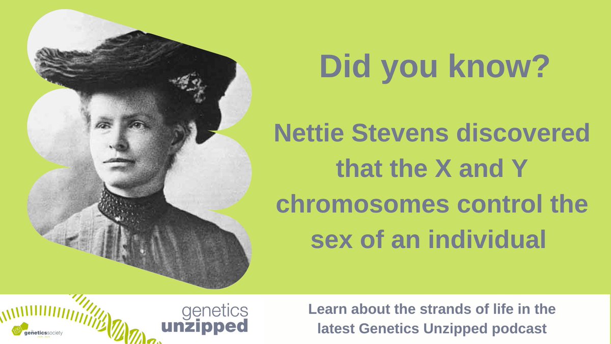 GeneticsUnzipped on Twitter: "Do you know who Nettie Stevens is? She ...