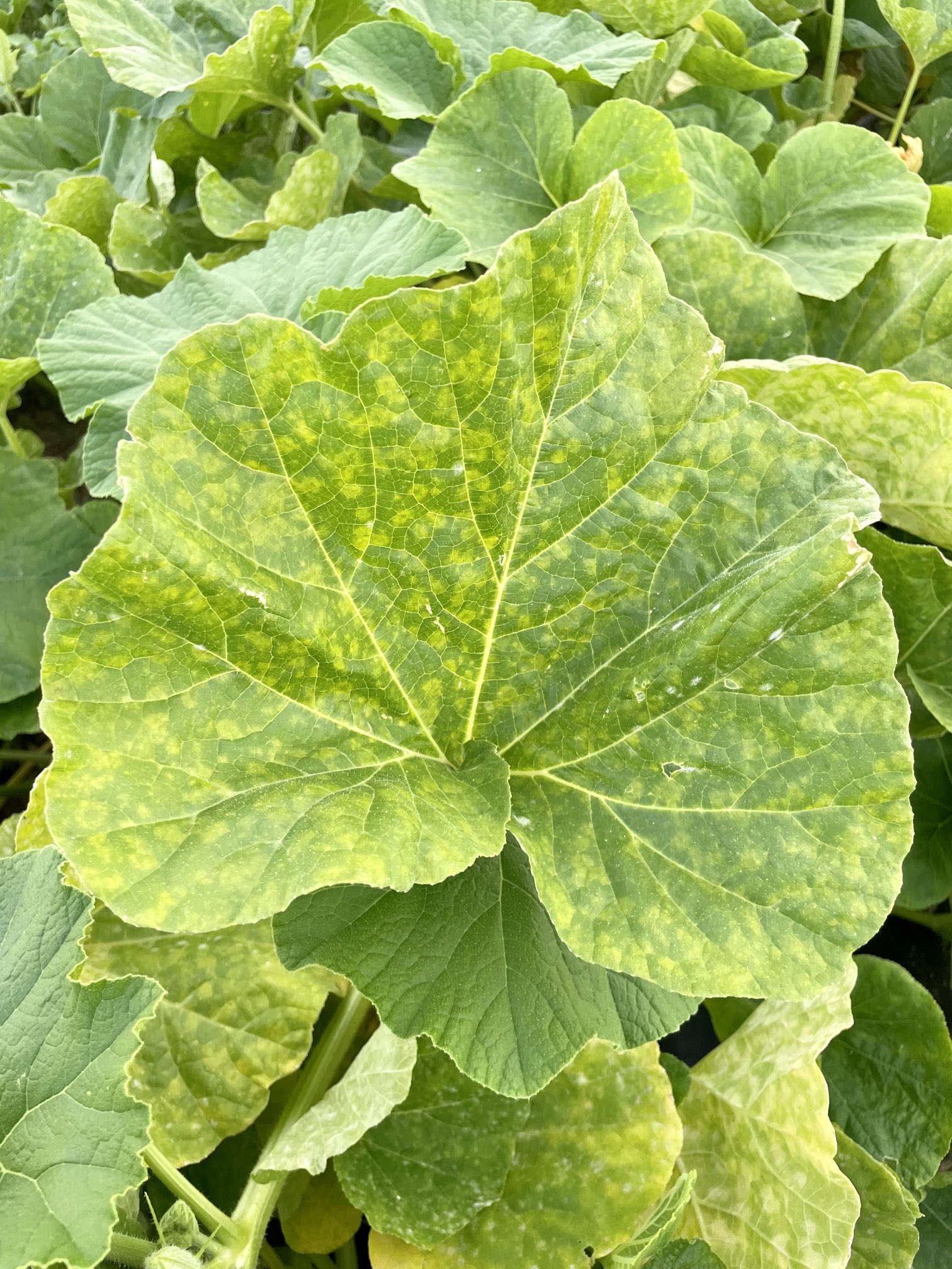 Butternut Squash Leaves