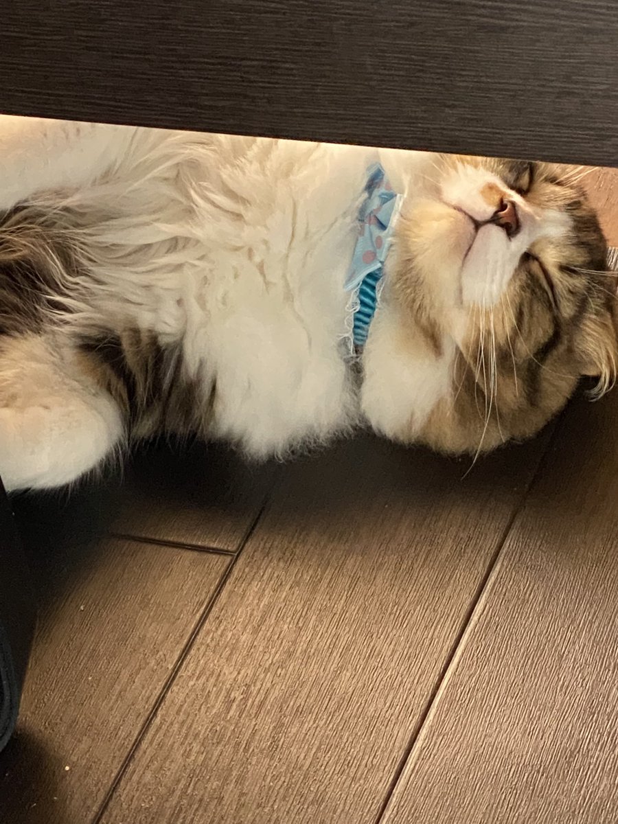 rAiou＠イラストレーター @raiou_