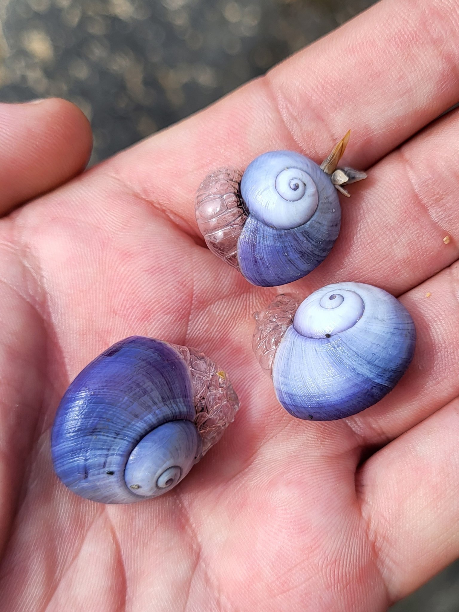 Marine Snail Shells