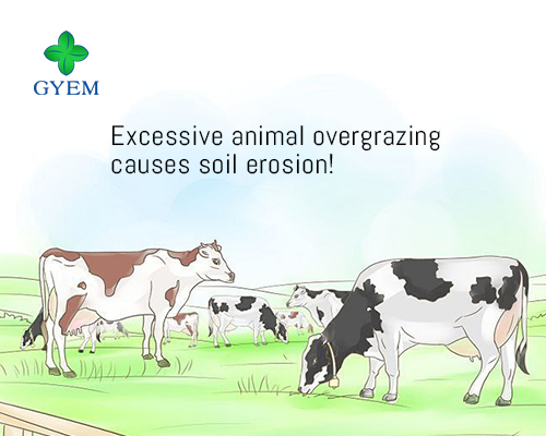Soil Erosion By Overgrazing