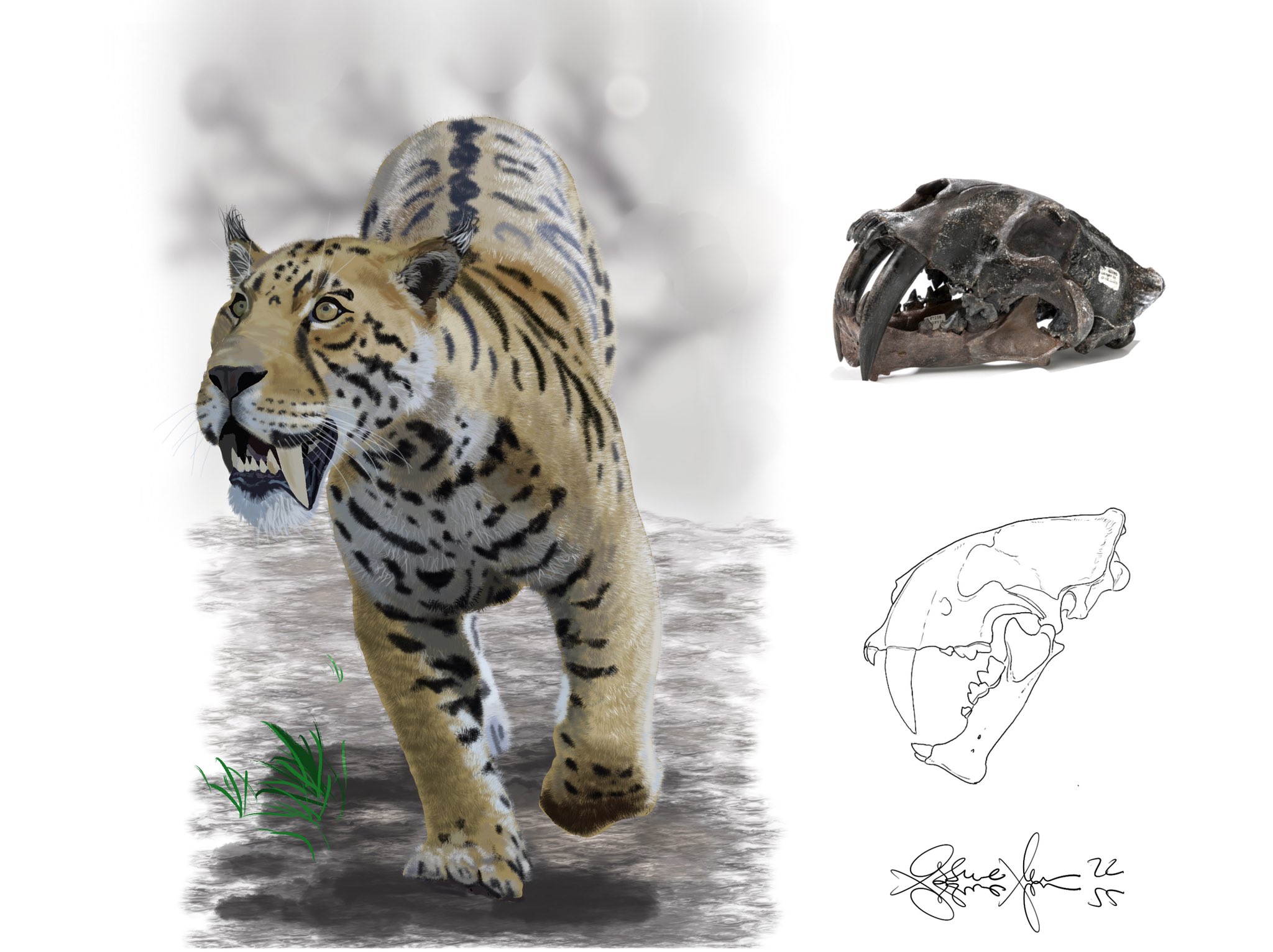 Smilodon Gracilis