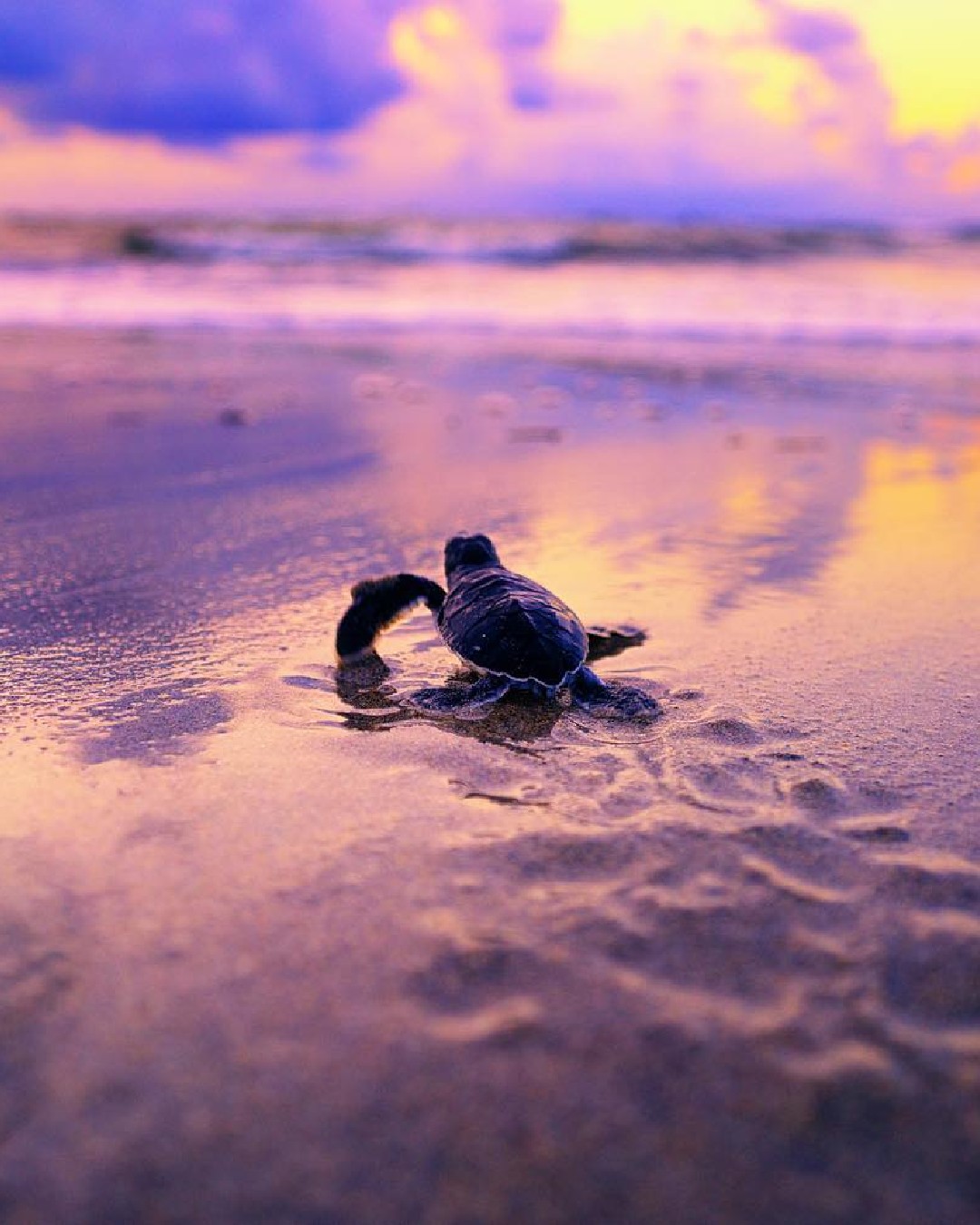 Cute Baby Sea Turtle Wallpaper