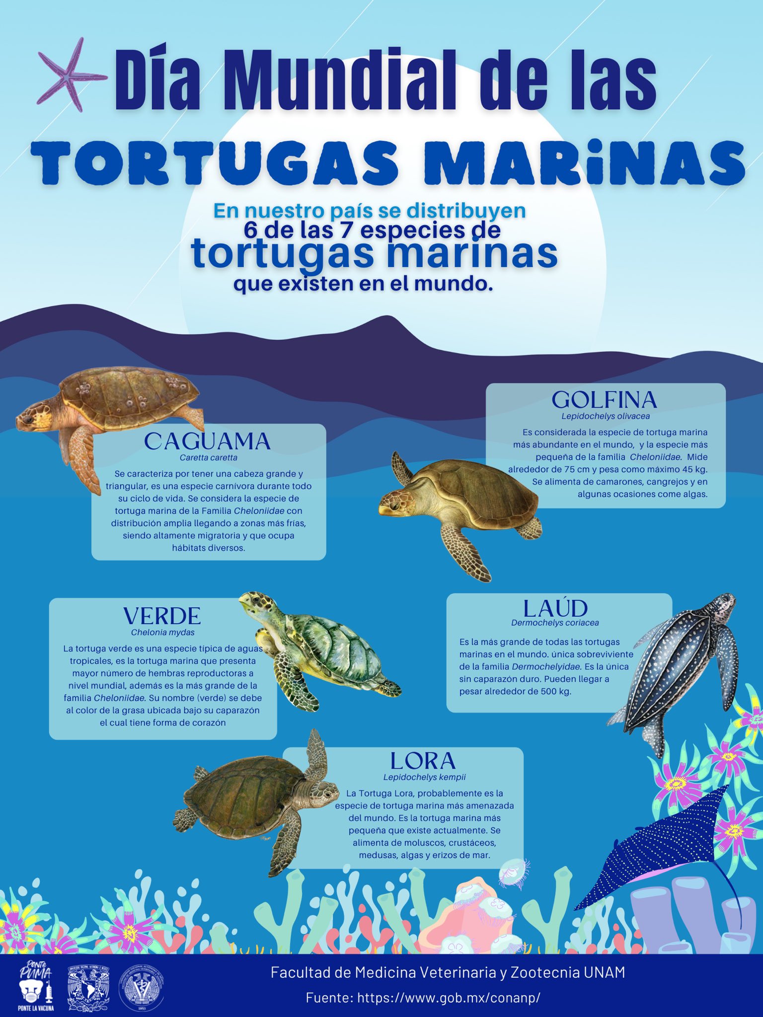 Tortugas Marinas Del Mundo Apareció En Uruguay La Especie De Tortuga