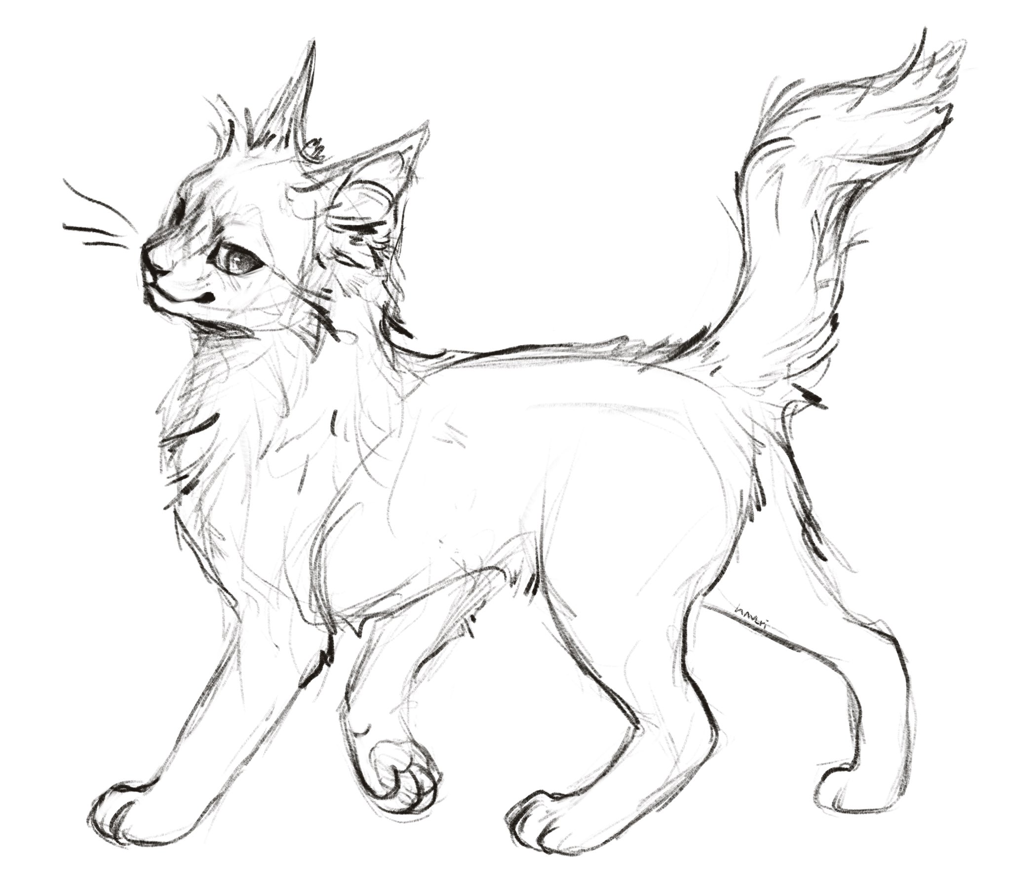 Warrior Cat Drawing Outline