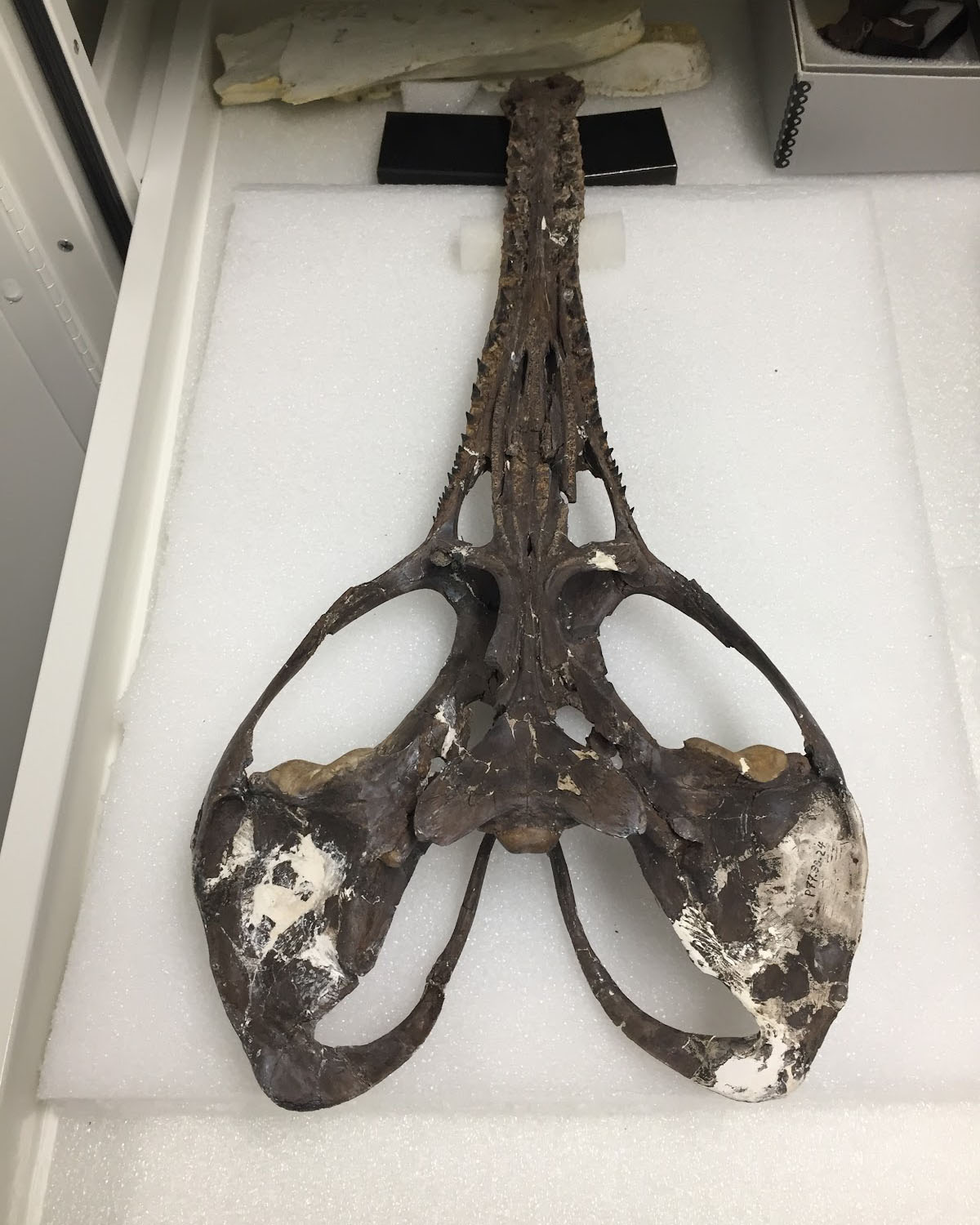 Champsosaurus Skull