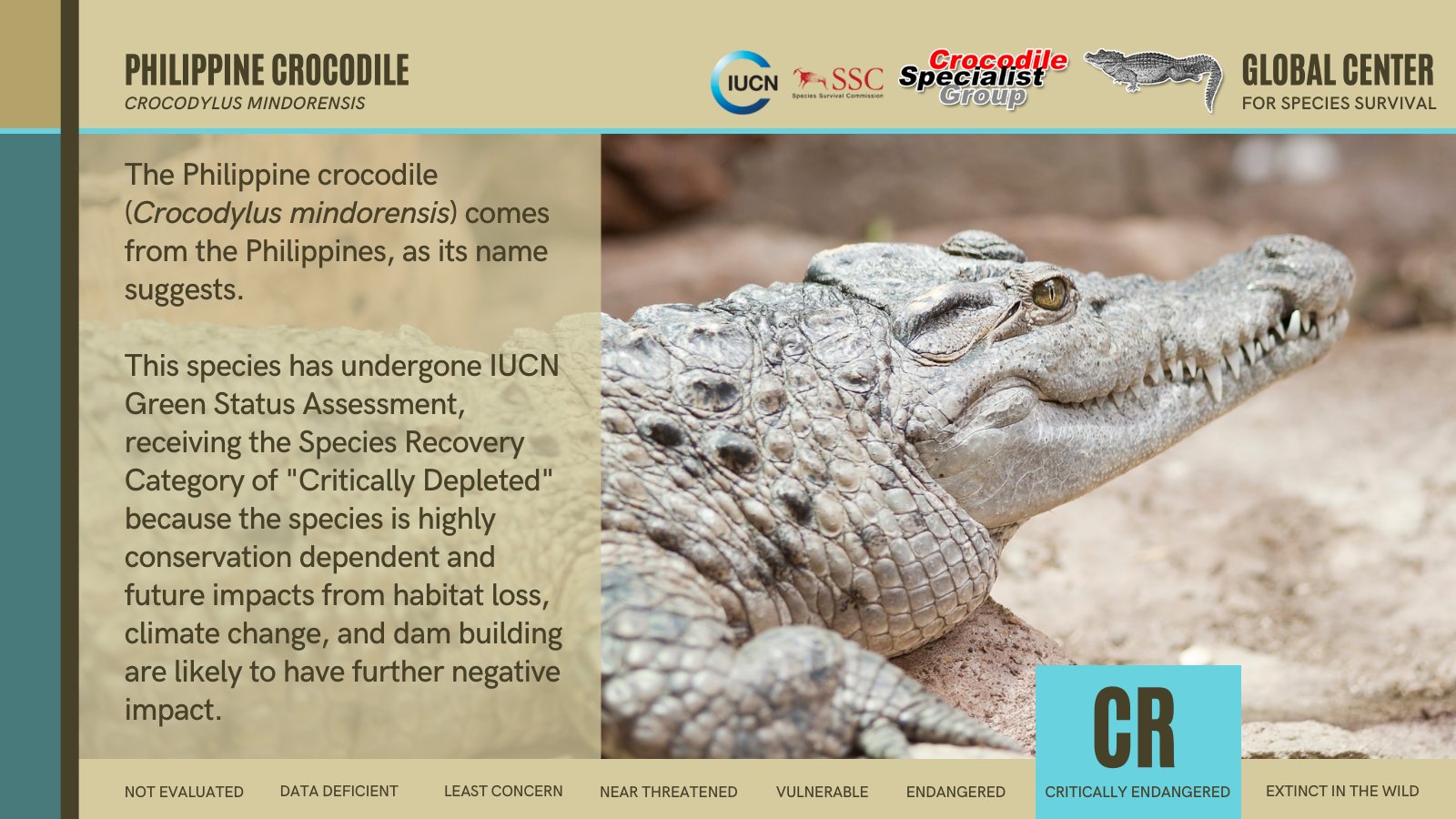 Philippine Crocodile