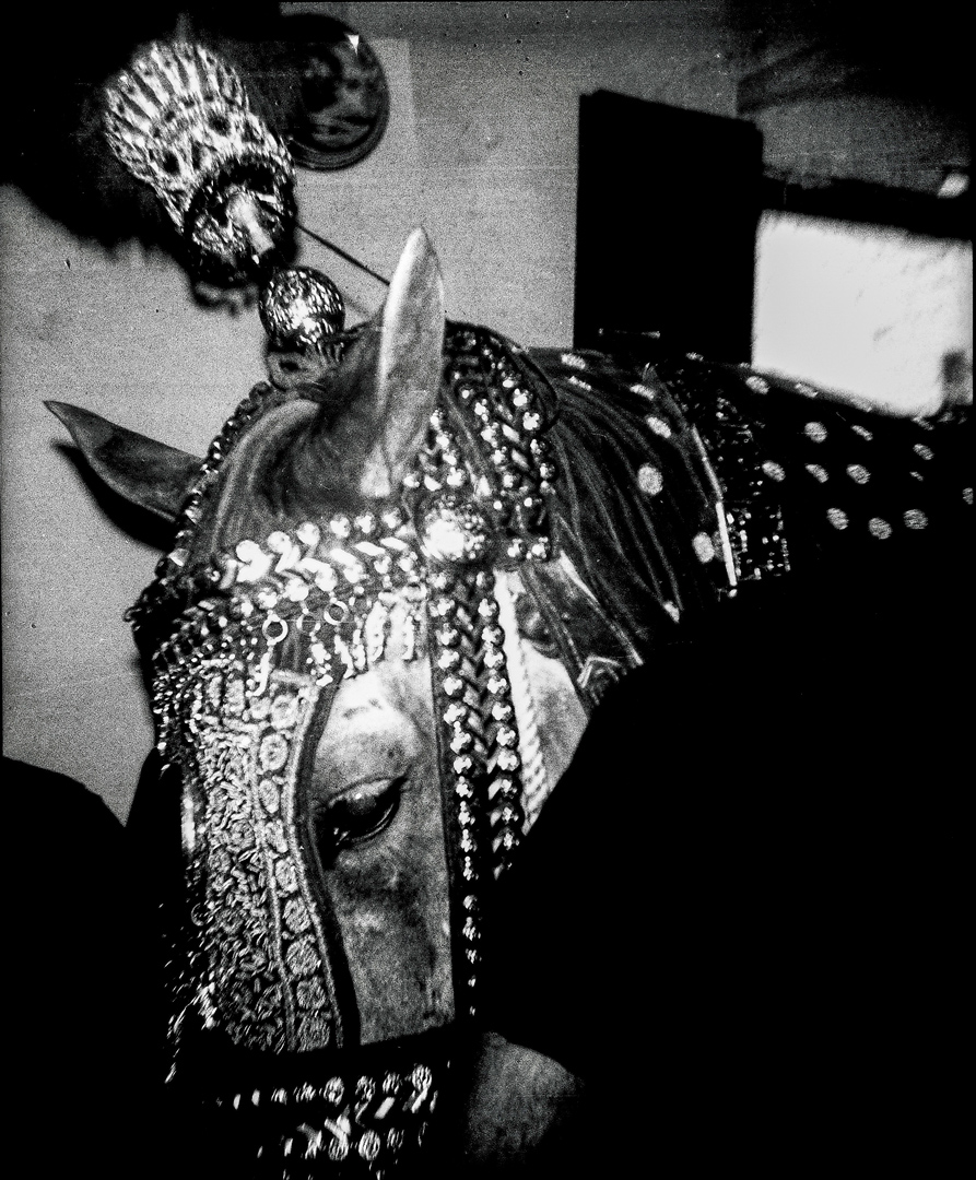 The Caravan on Twitter: "A Zuljinah ready for the procession at the Imam Bargah Aliya Khatoon ...