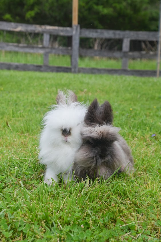 Lionhead Rabbits