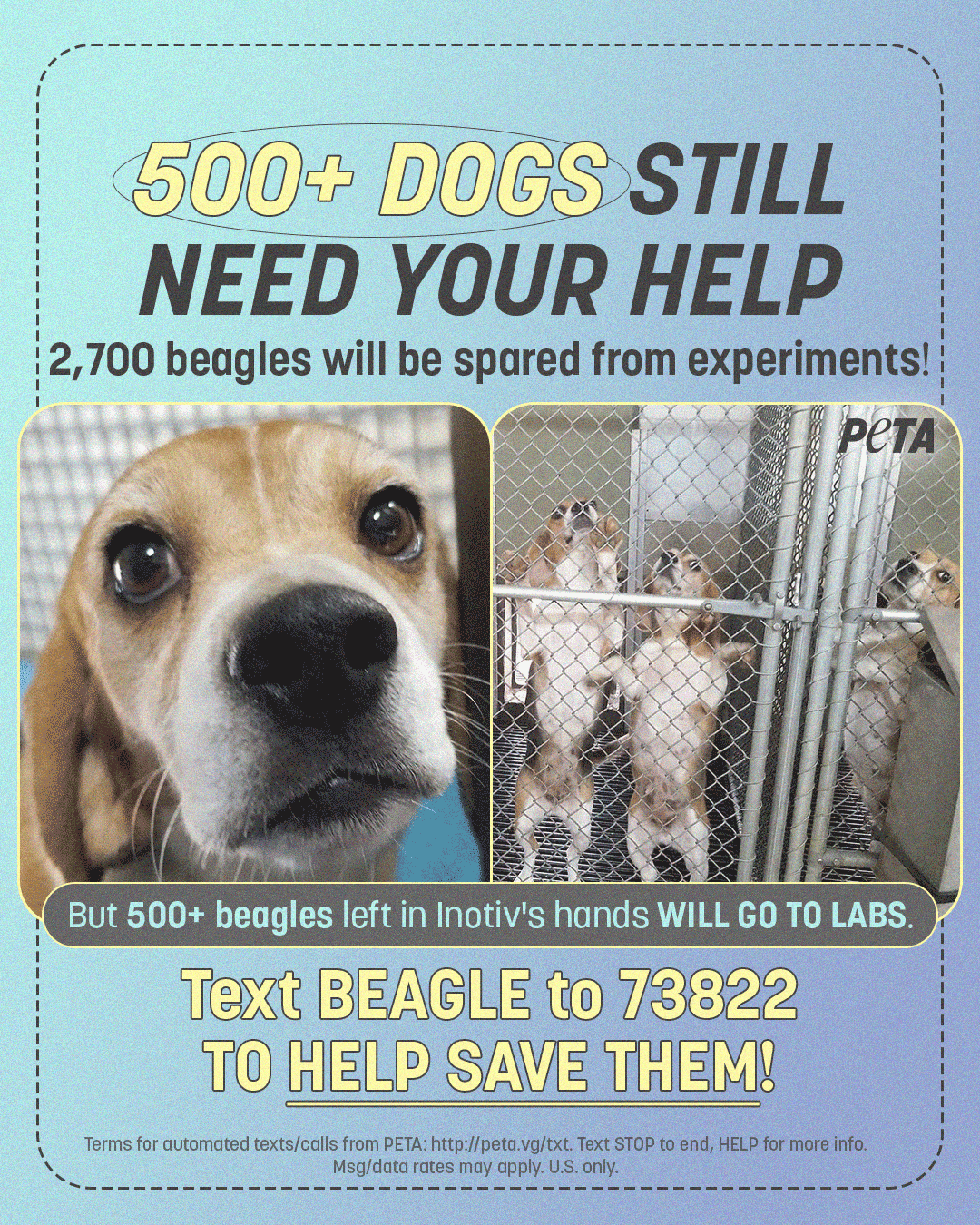 What Percentage Of Dogs Does Peta Kill