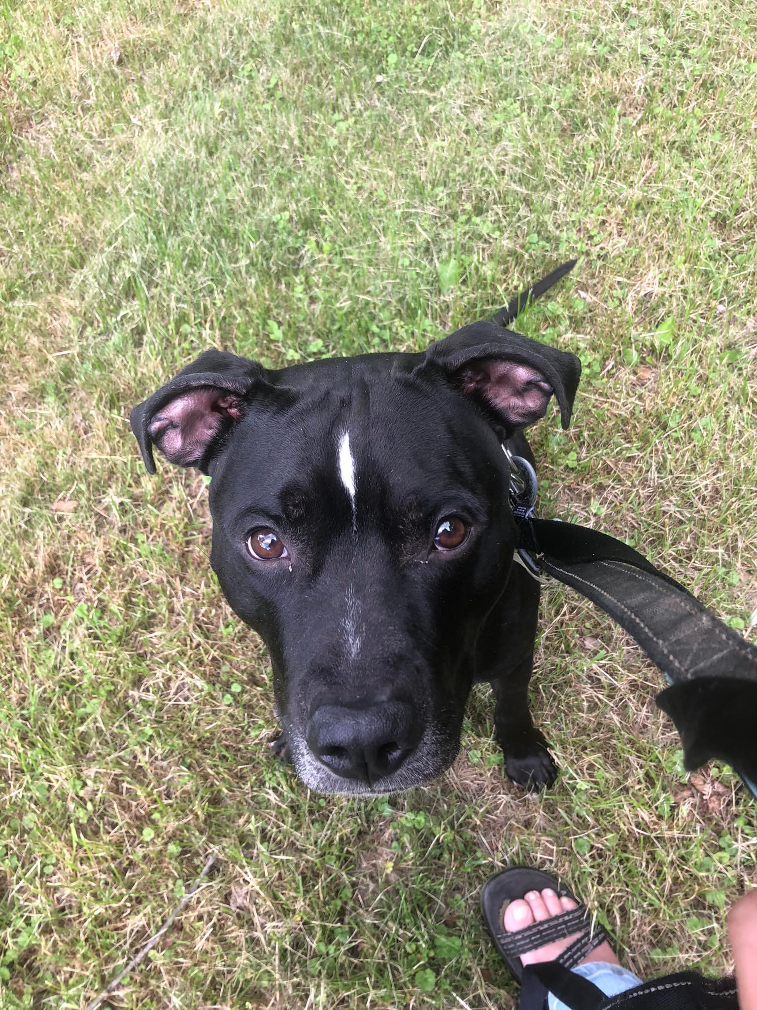 Pound Hounds ResQ on Twitter: "Pound Hounds pulled King Benji. You can ...