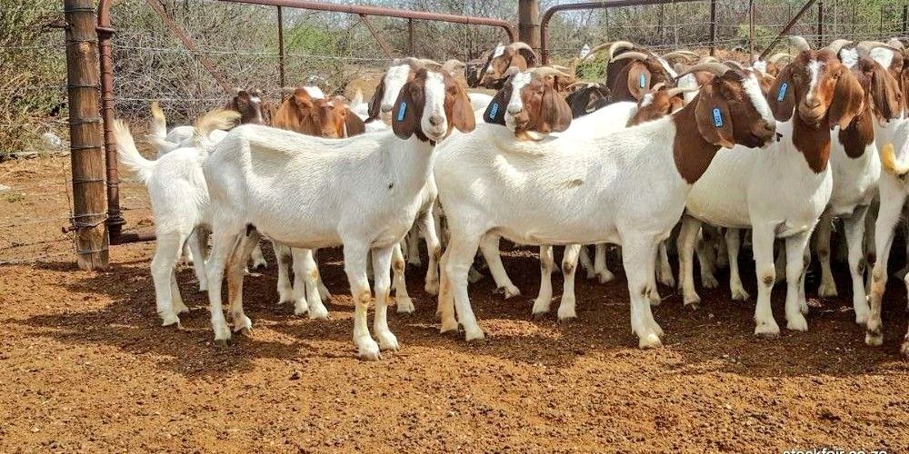#KnowThis: Boer Goat is the best meat production #GOAT Breed. Weight ...
