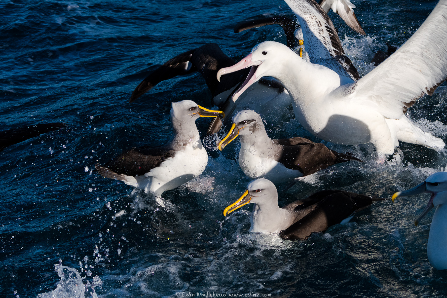 Wandering Albatross Size Comparison