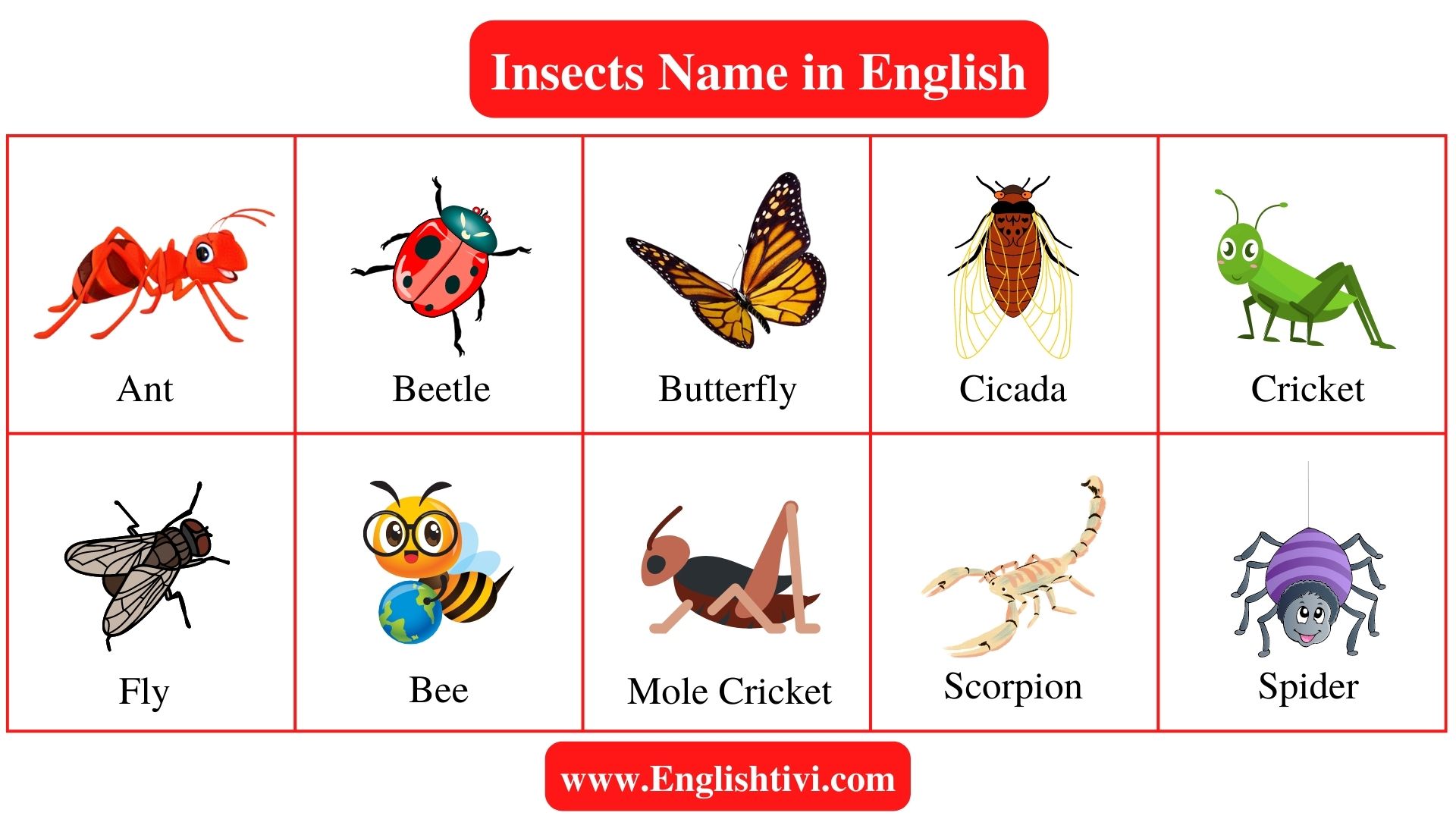 Names Of Insects List Of Insects In English With Pictures