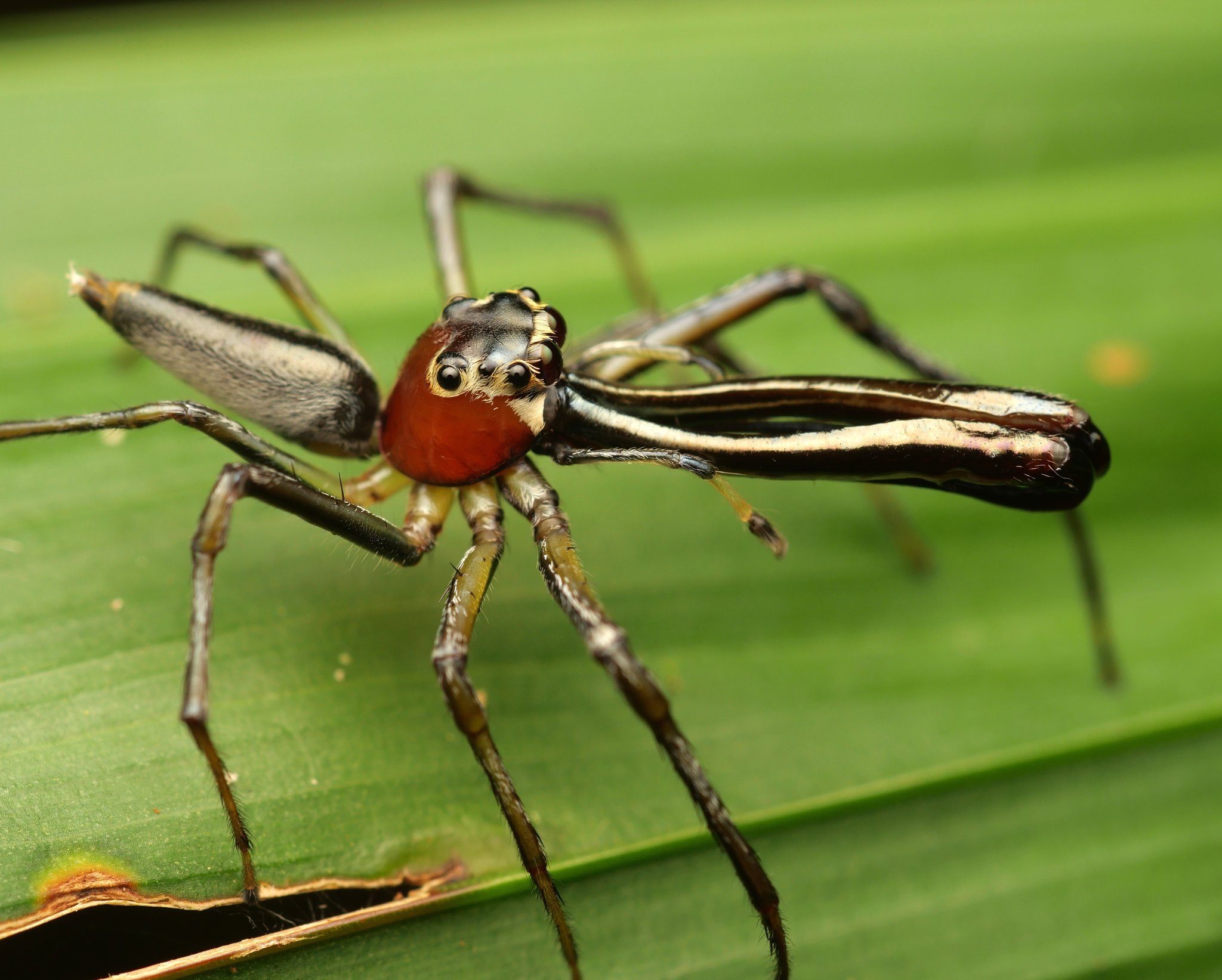 Weird Looking Spiders Giant House Spider | The Wildlife Trusts