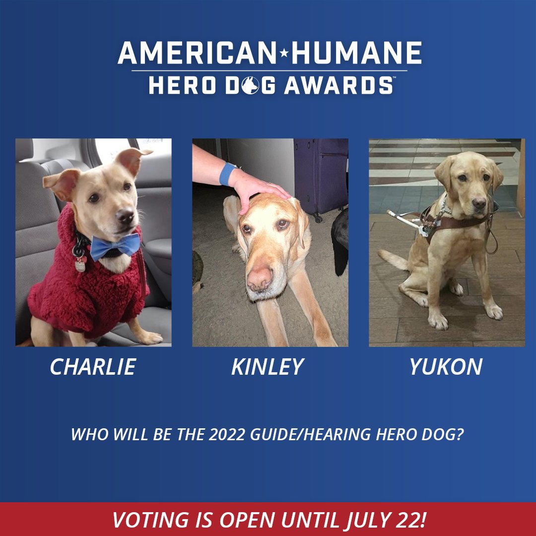 Meet 2016 Military Hero Dog "Layka"! - American Humane - American Humane