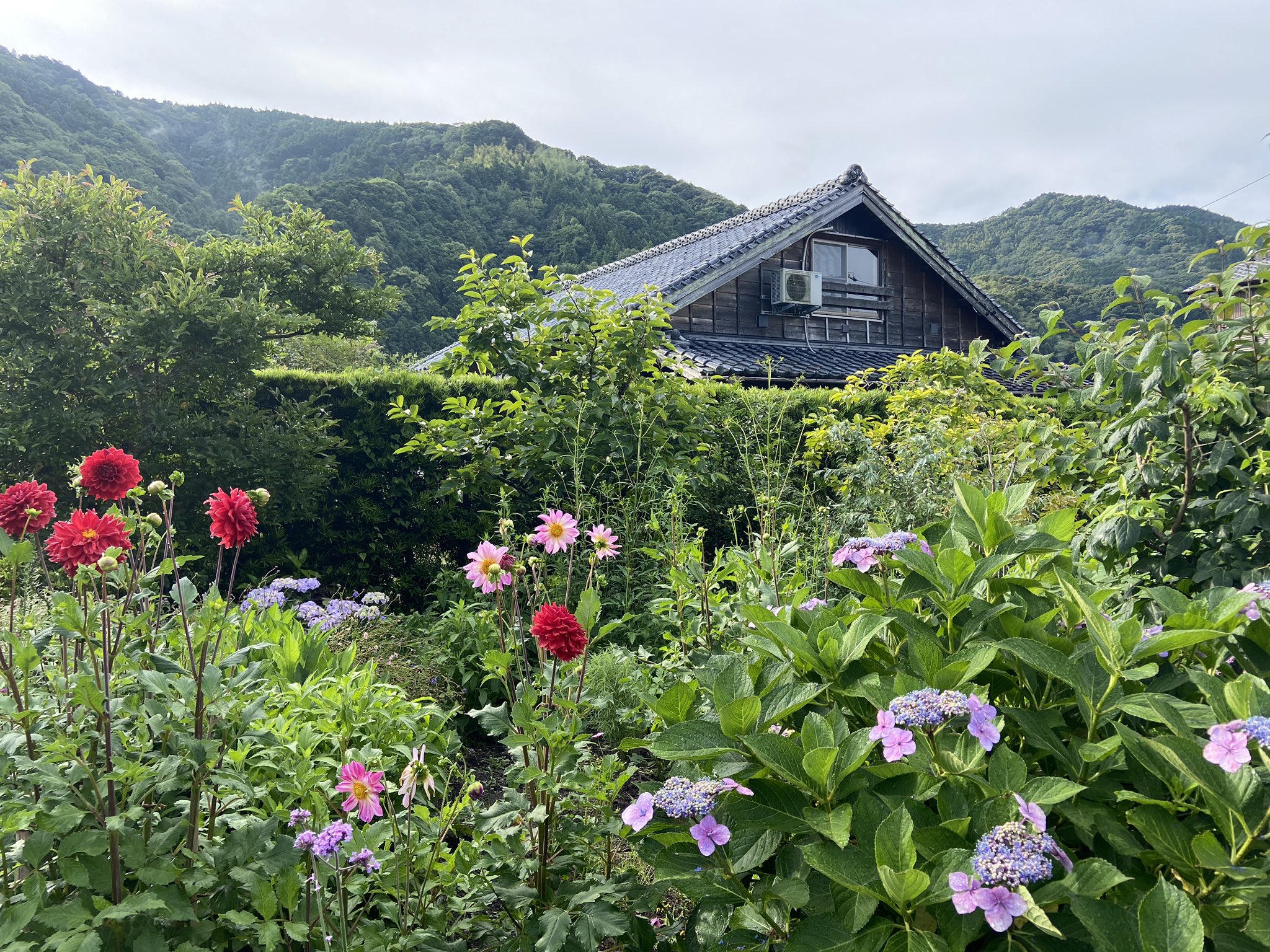 Joy Taniguchi on Twitter: "今朝の我が家。 お花は隣のおばさま作（n回目）… https://t.co/uglpMvnLvI" / Twitter
