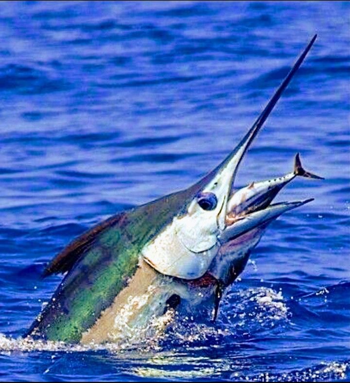 Sailfish Wallpaper Atlantic Sailfish" Images – Browse 198 Stock