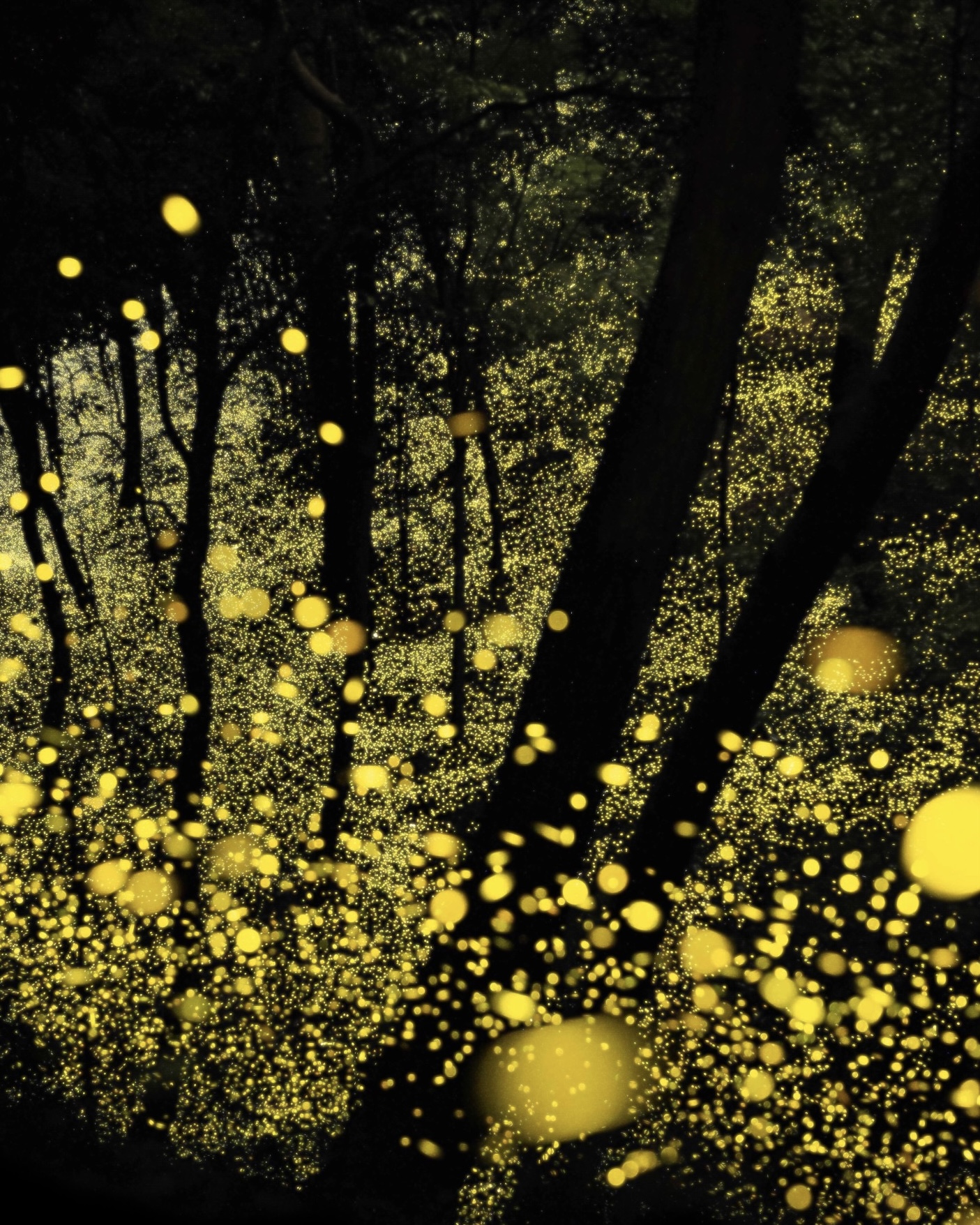 鷹羽裕輔 on Twitter: "RT @hirography_321: ホタル火が作り出す森の影 https://t.co/P2bypTltkL" / Twitter