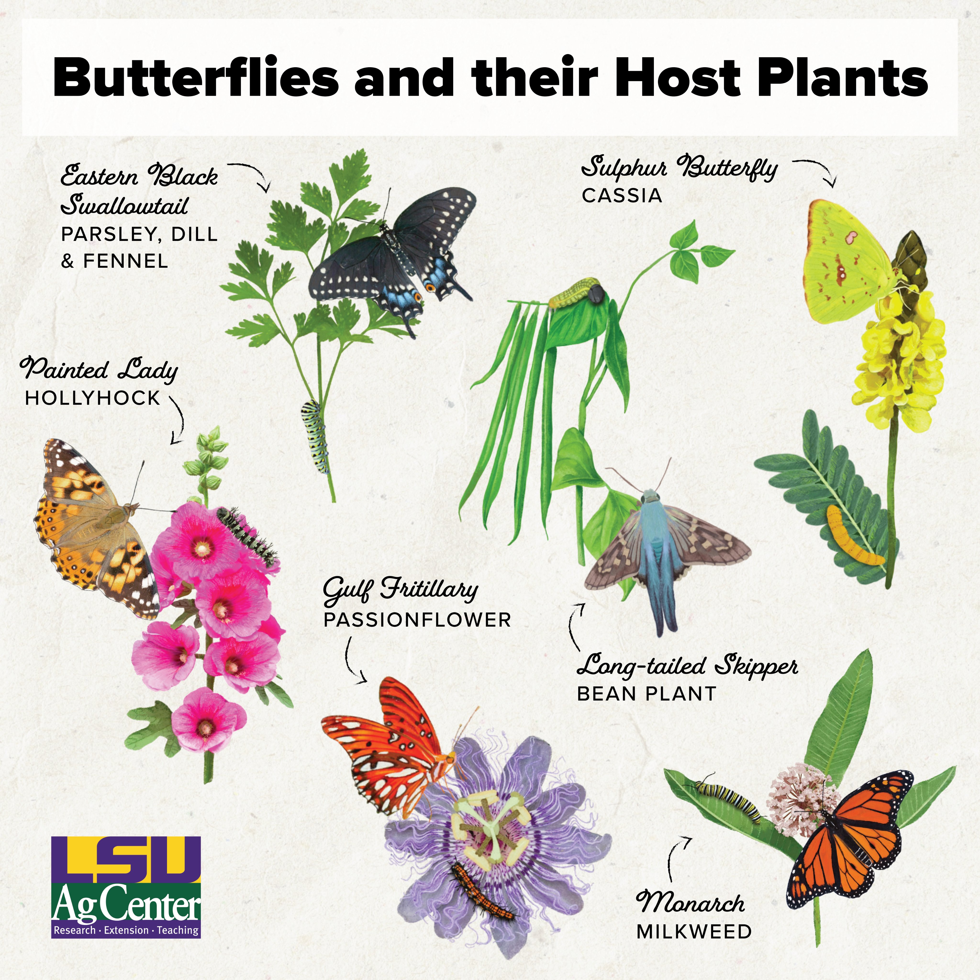 Butterflies And Their Host Plants