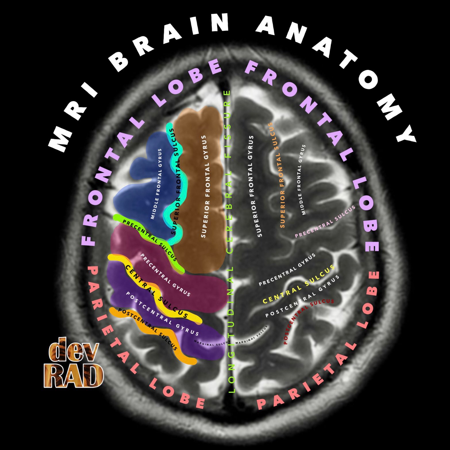 Vertex Anatomy Image From Page 45 Of "Anatomy, Physiology And Hygiene"