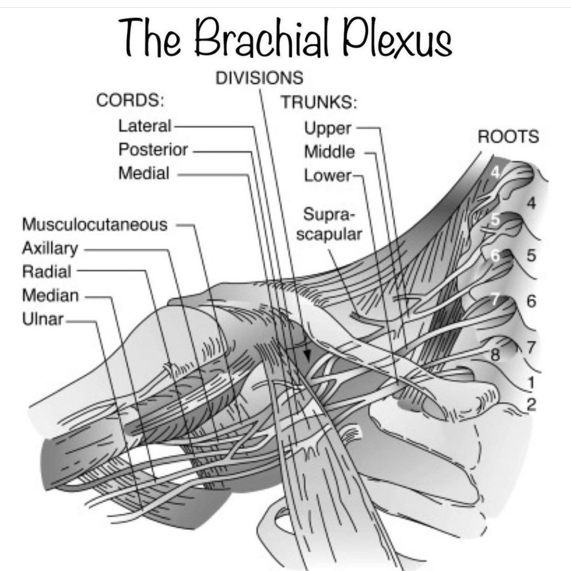 Brachial Plexus Anatomy Model