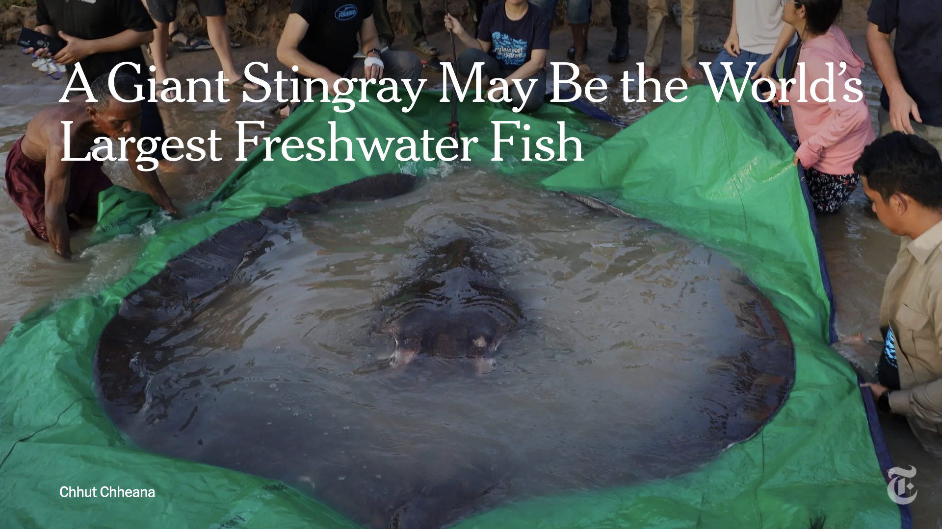 Biggest Stingray In The World Short Tail Stingray Wikipedia