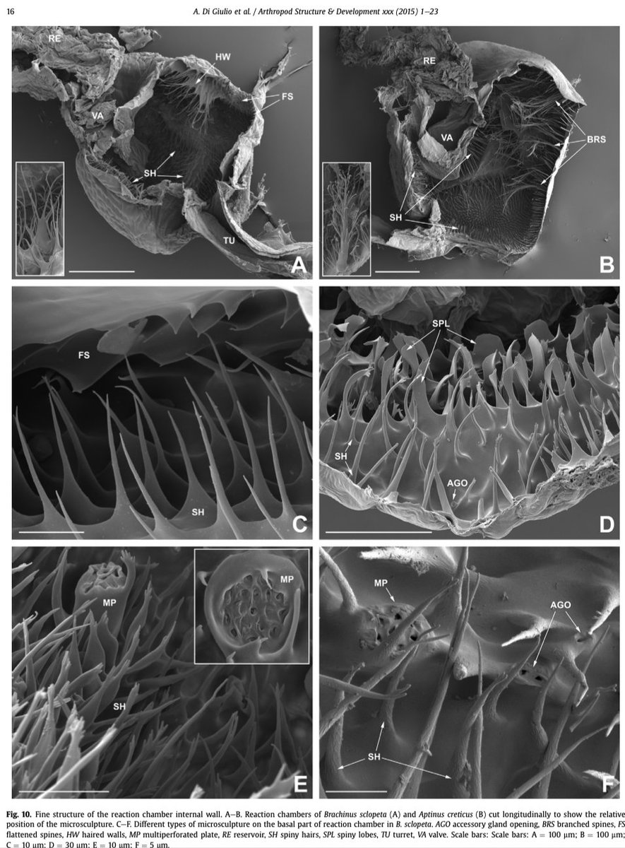 Q:What do these two things have in common? A: Both beetle & spacecraft ...