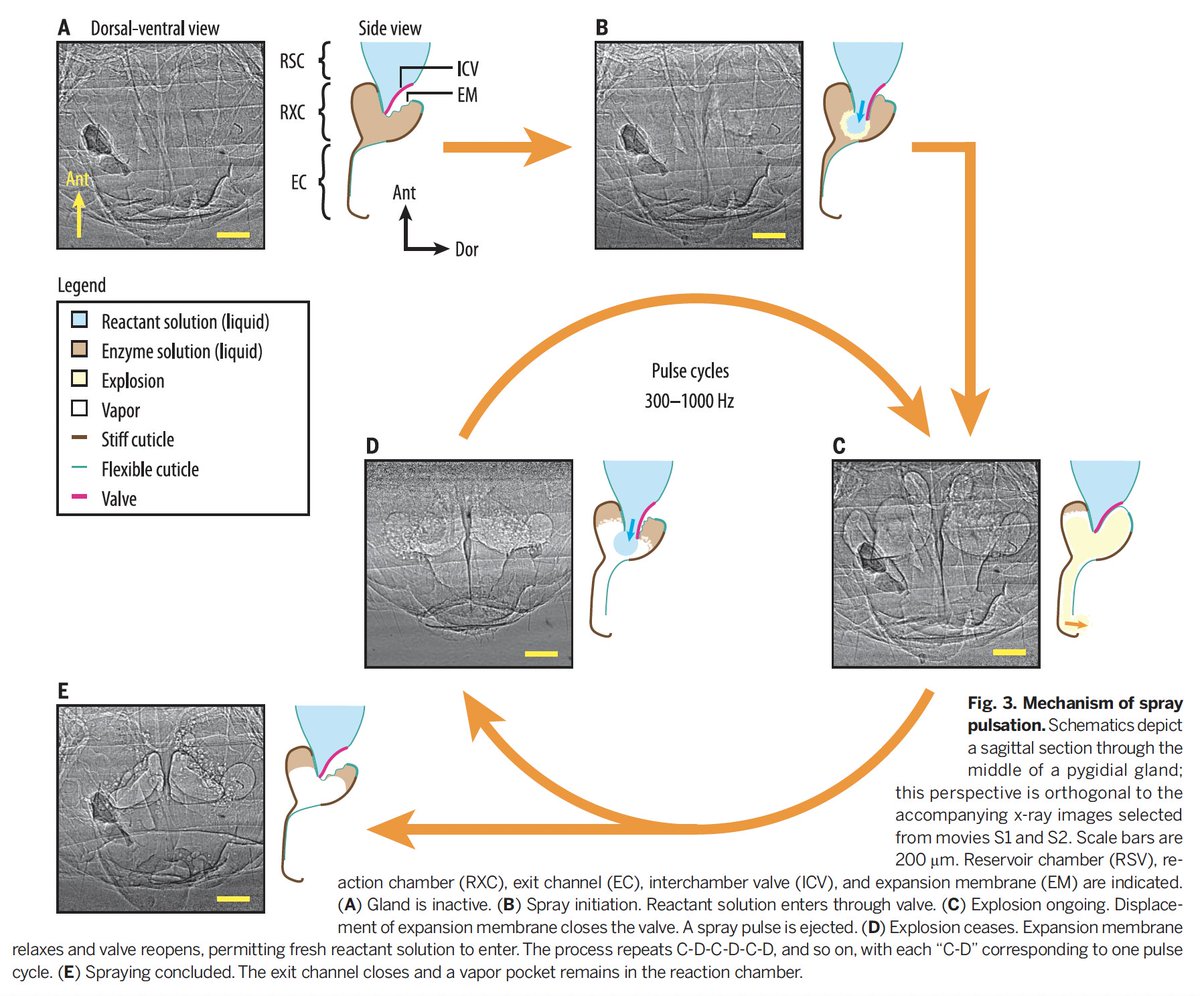 Q:What do these two things have in common? A: Both beetle & spacecraft ...