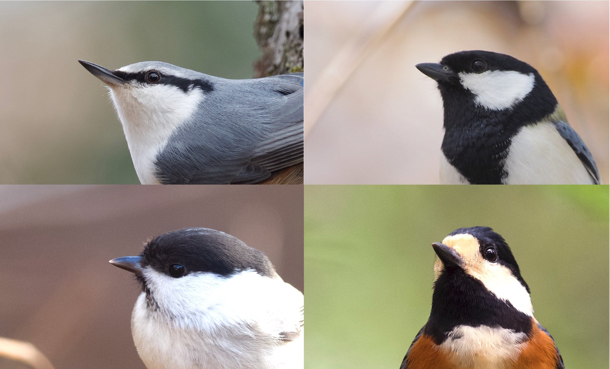 鈴木俊貴 Toshitaka Suzuki (@toshitaka_szk) / Twitter