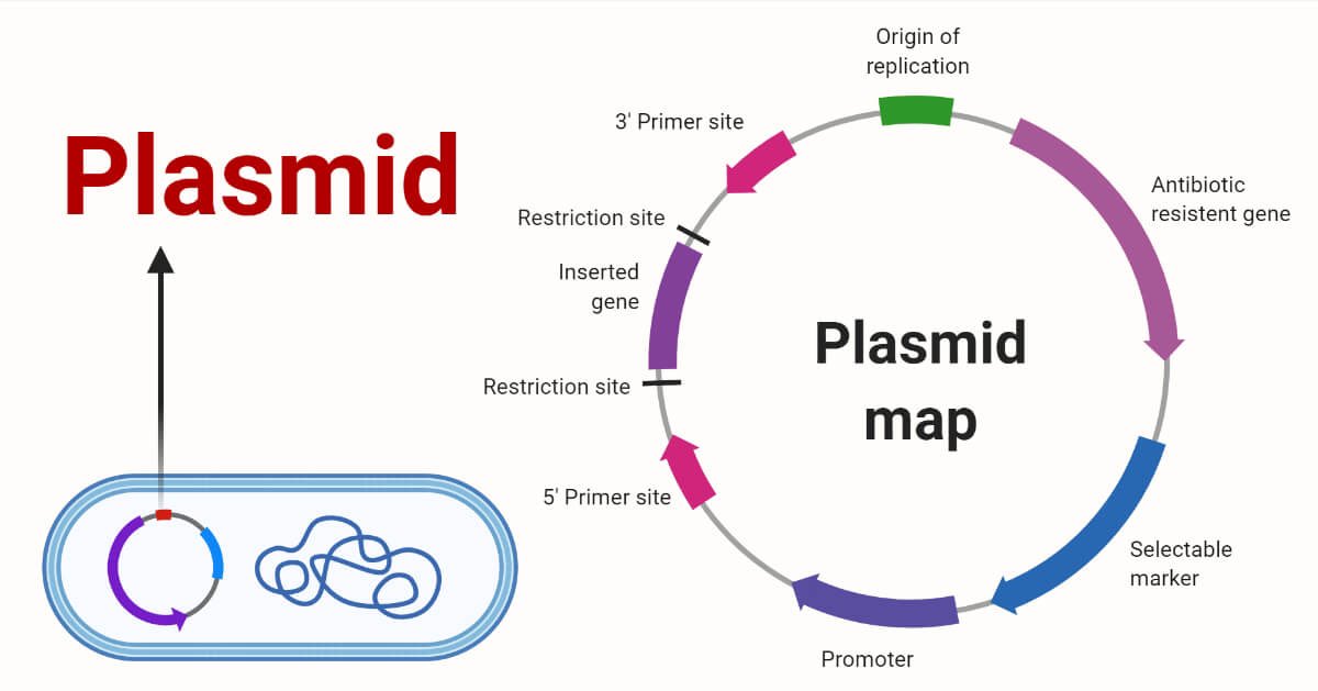معلومة مفيدة وجديدة 🔹تقنية الاستنساخ الجزيئي الجيني DNA Molecular ...