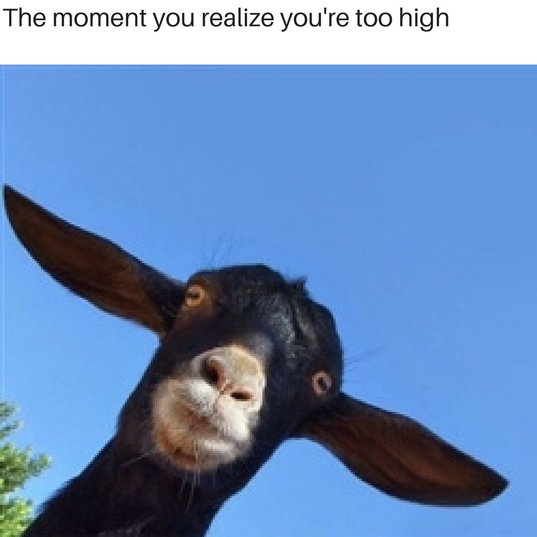 Stoned Goat Memes