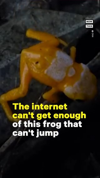 Internet Frog
