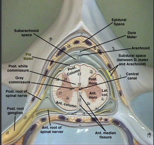 Labeled Spinal Cord Model