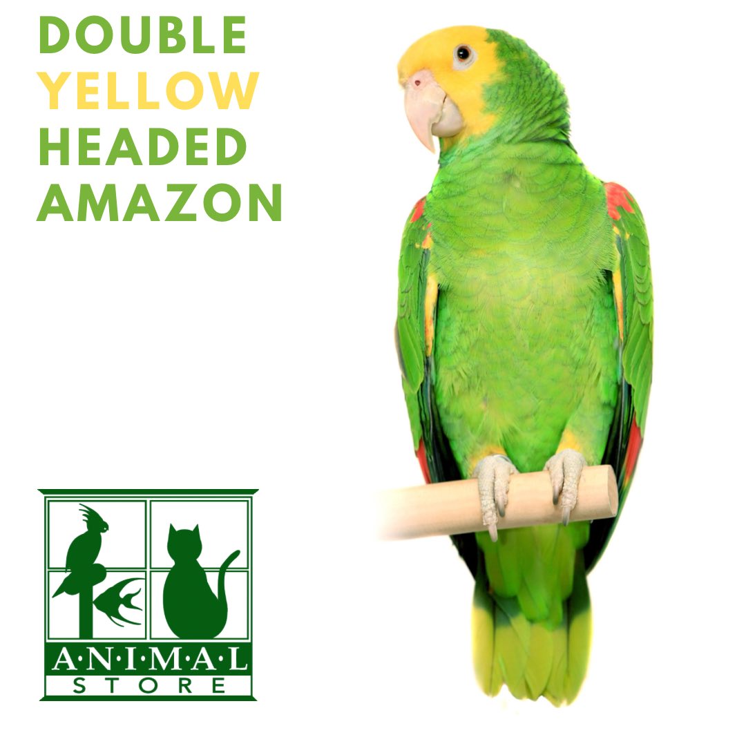 Yellow Headed Amazon Baby