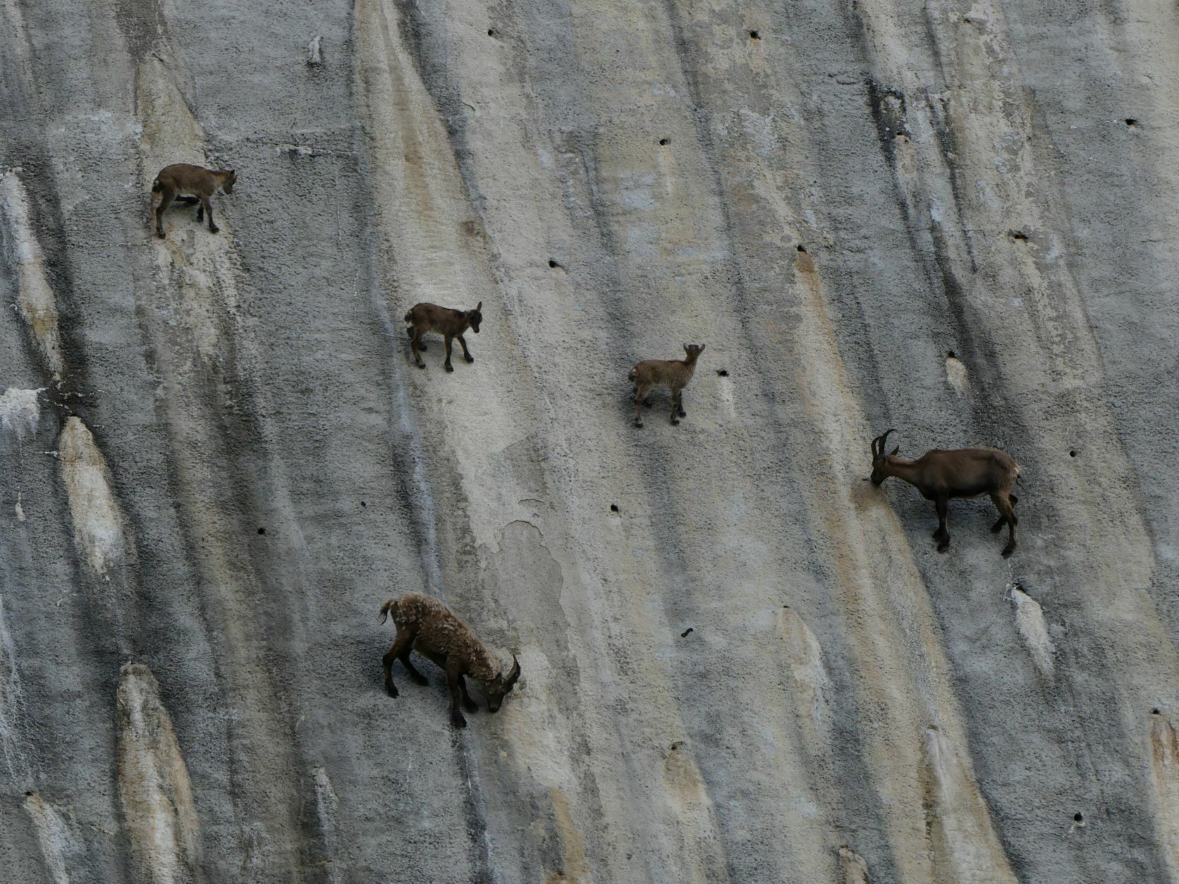 Alpine Ibex Climbing Ability