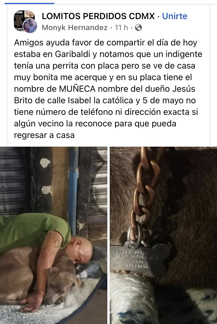 Mascotas Sismo on Twitter: "RT @IsabelJunco: @PrrosPerdidosMX @MascotasSismo @MascotaCoyoacan ...