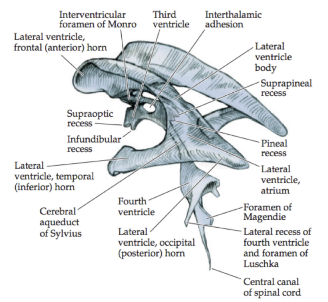 Ventricles Of The Brain Model