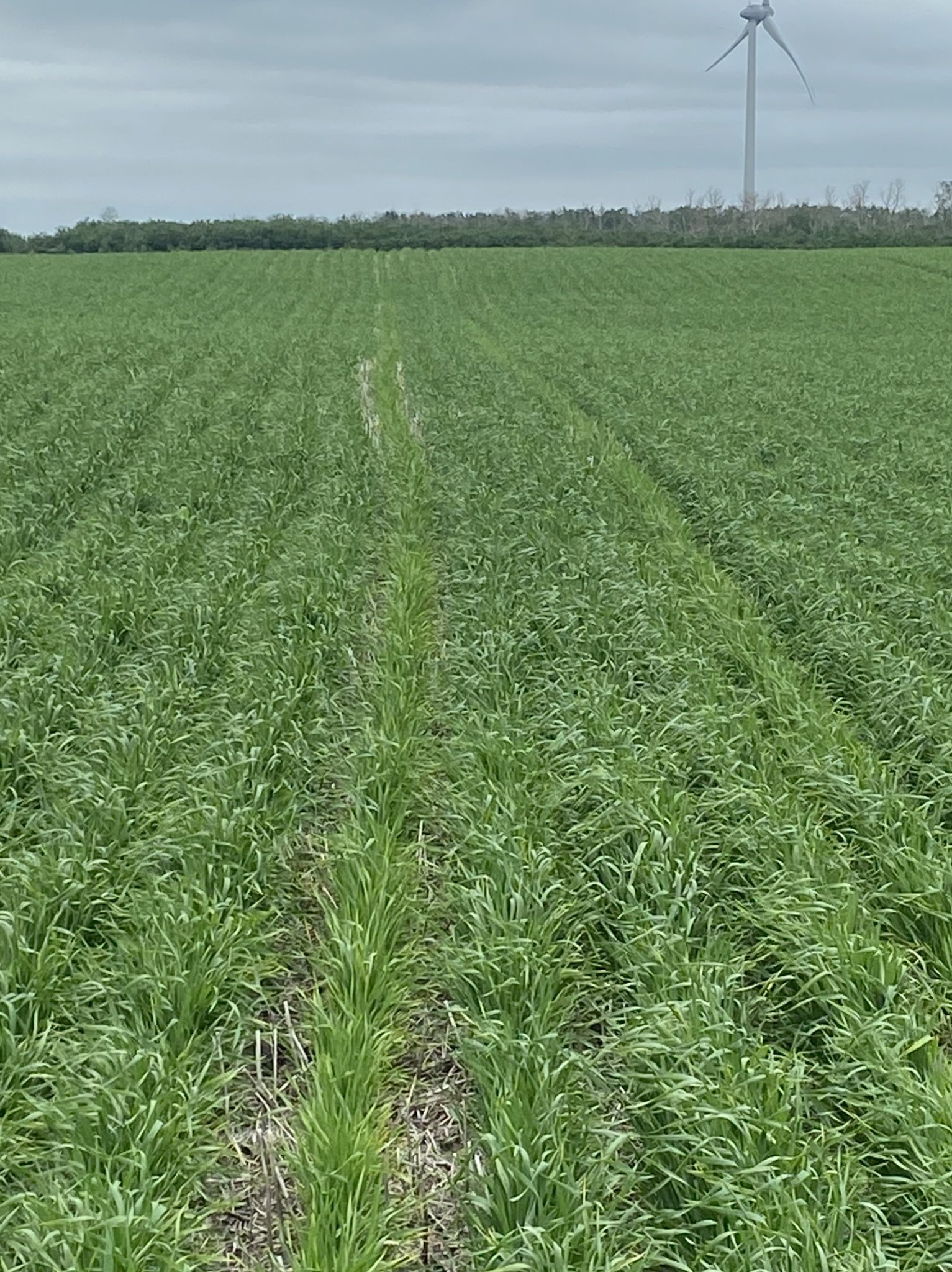 Jeremy K. on Twitter: "Alpine plugged run still visible 48 days after seeding. @AlpineJimmie ...