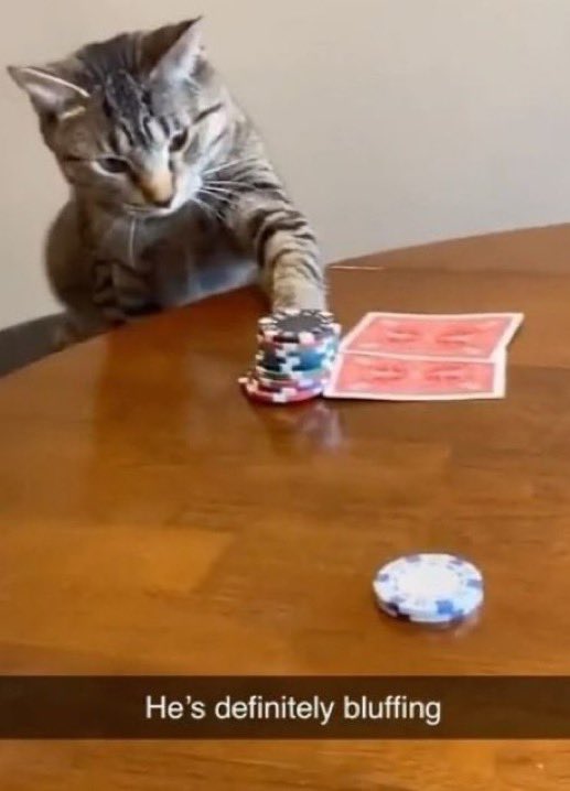 Cat Play Memes Cat Playing With A Ball Of String,hold On I See A Cat