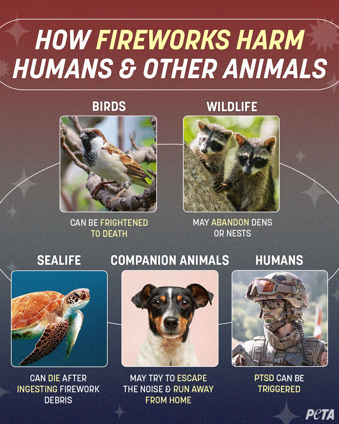 Can Fireworks Scare Dogs To Death