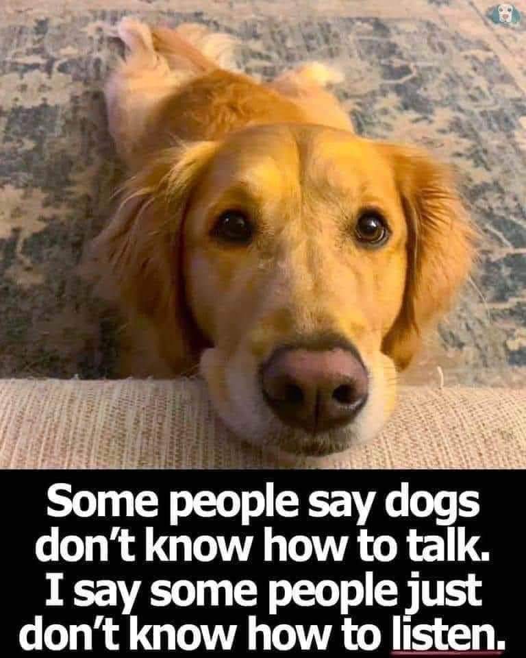 Why Cant Dogs Live As Long As Humans