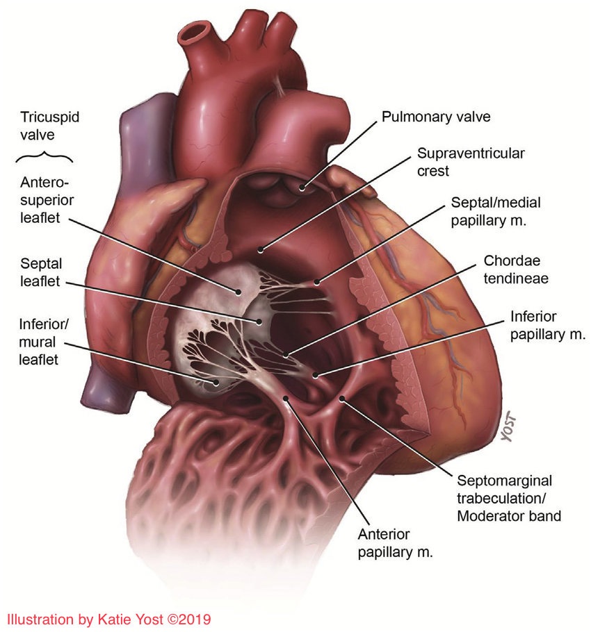 Moderator Band Diagram