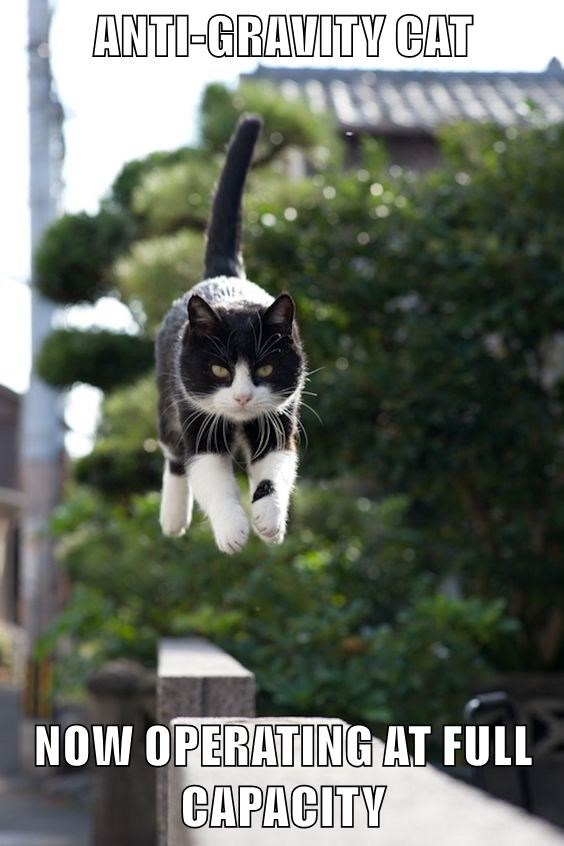 Anti Gravity Cat