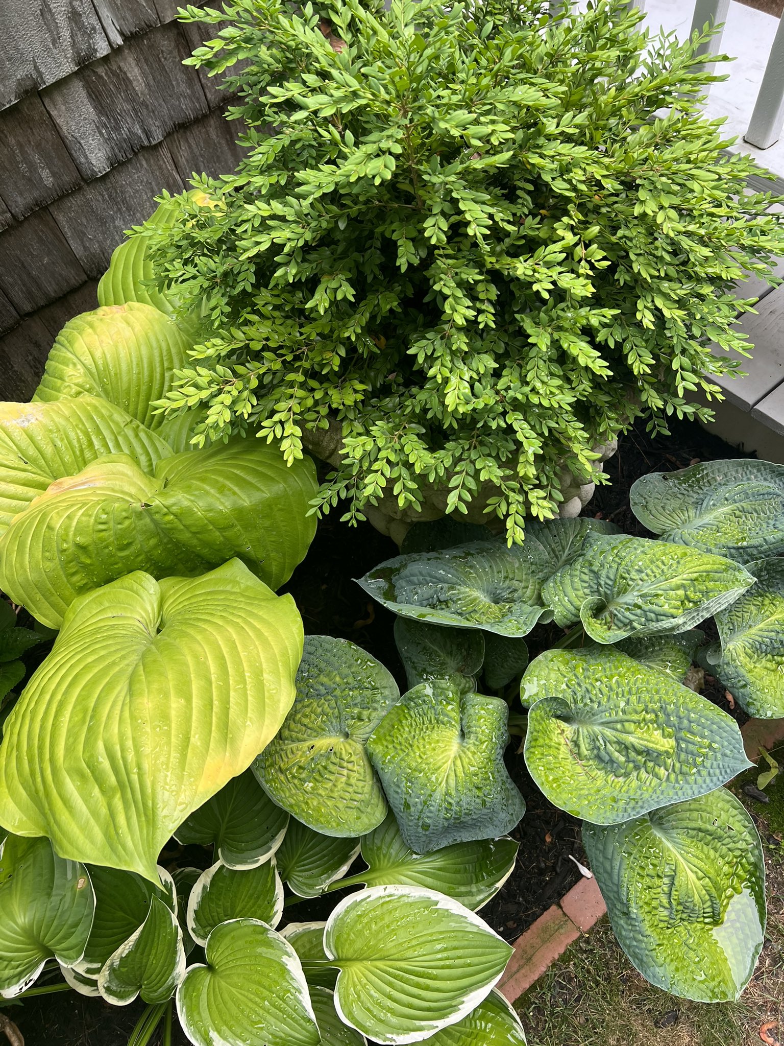 TW Pornstars - 3 pic. Vivienne Cole. Twitter. Summer is going pretty ...