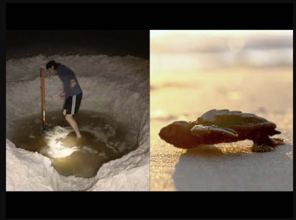 Inside Edition On Twitter Digging Massive Holes On The Beach Is A