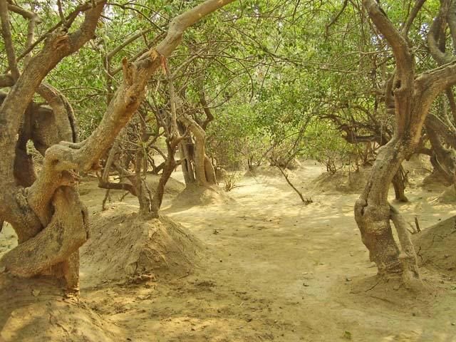 Nidhivan is a sacred place in Vrindavan. It is a forest of divine Tulsi ...