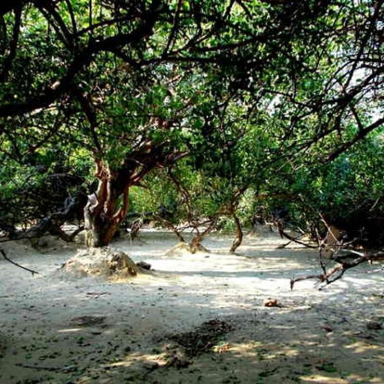 Nidhivan is a sacred place in Vrindavan. It is a forest of divine Tulsi ...