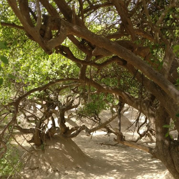 Nidhivan is a sacred place in Vrindavan. It is a forest of divine Tulsi ...