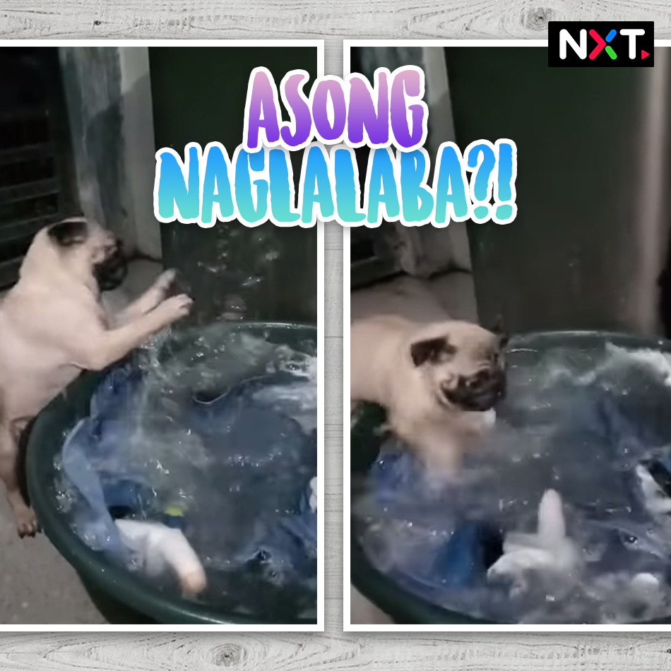 ABS-CBN News on Twitter: "Kinagiliwan ng netizens ang video ng isang aso na nakikialam sa labada ...